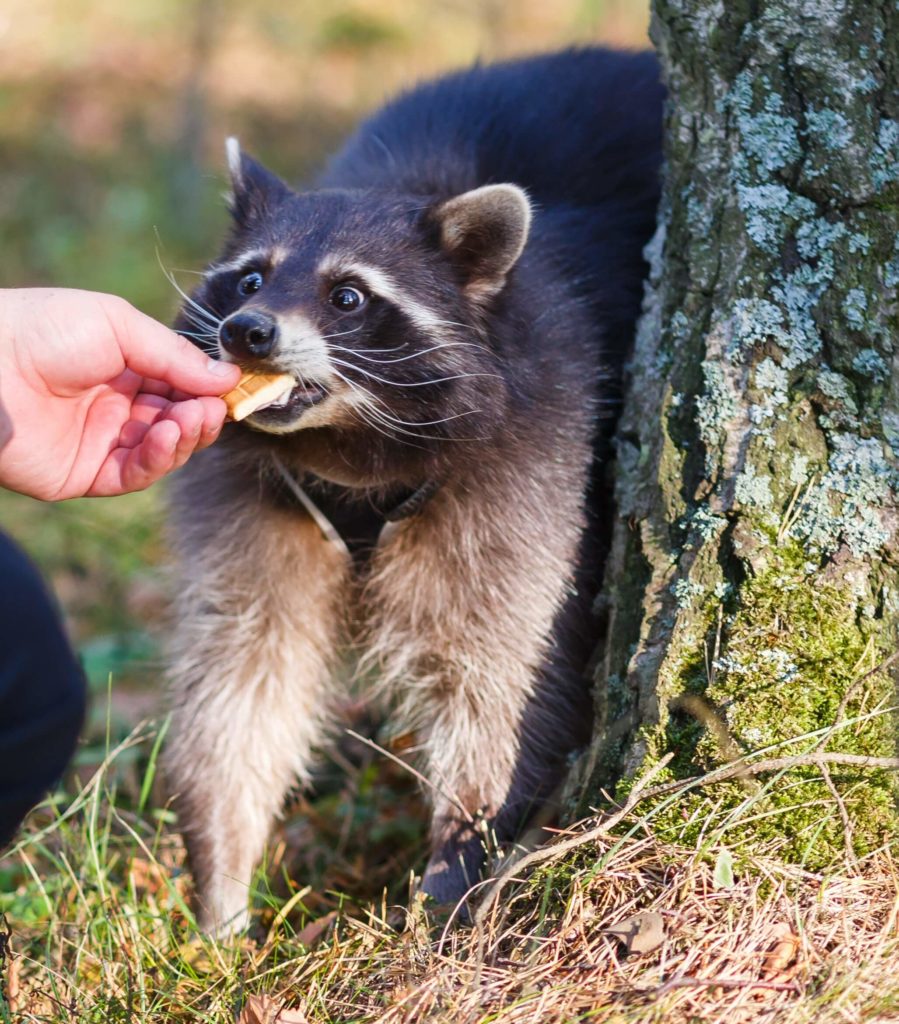 Raccoon Removal Services | Raccoon Control | Michigan MI