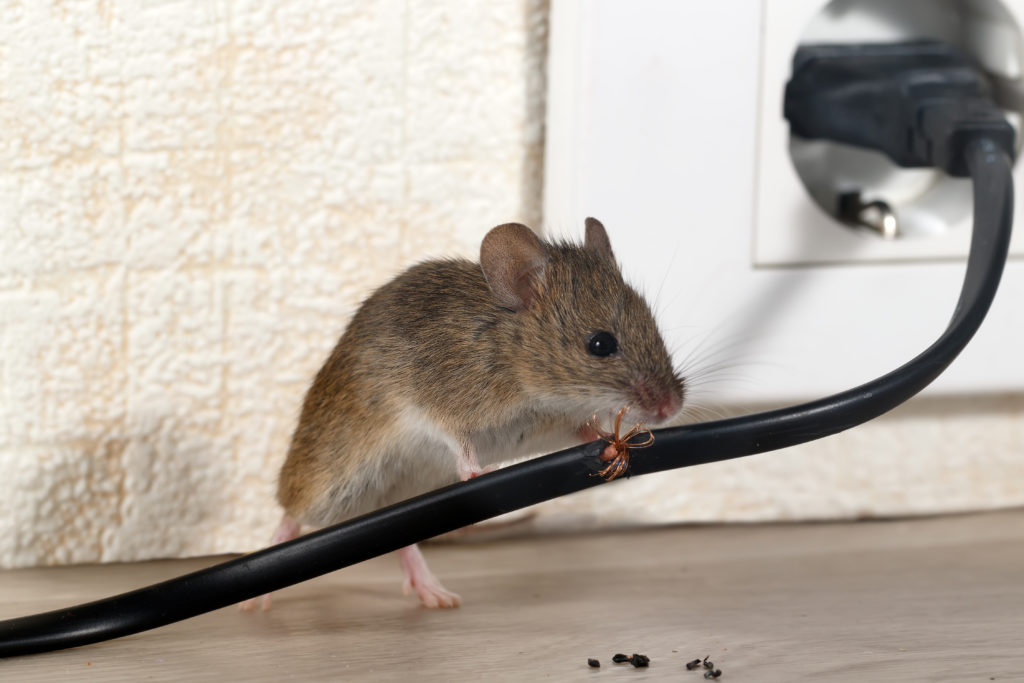 Mice Removal Detroit Michigan - Wayne County MI Exterminator